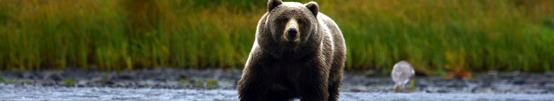 Bear Awareness - Safety Canada